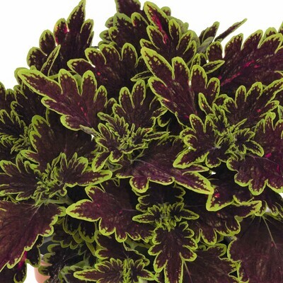 Coleus