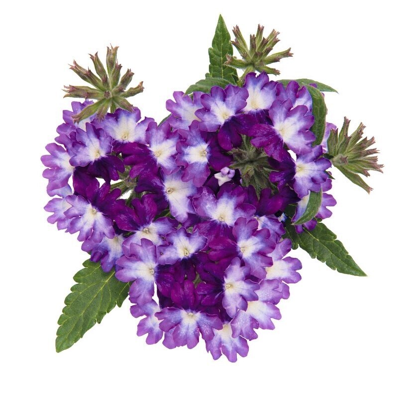 Verbena: Vanessa Bicolour Indigo