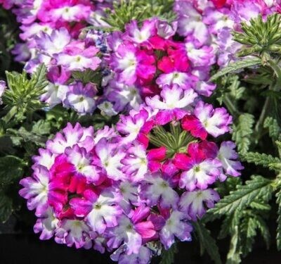 Verbena