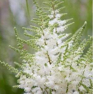 Perennials