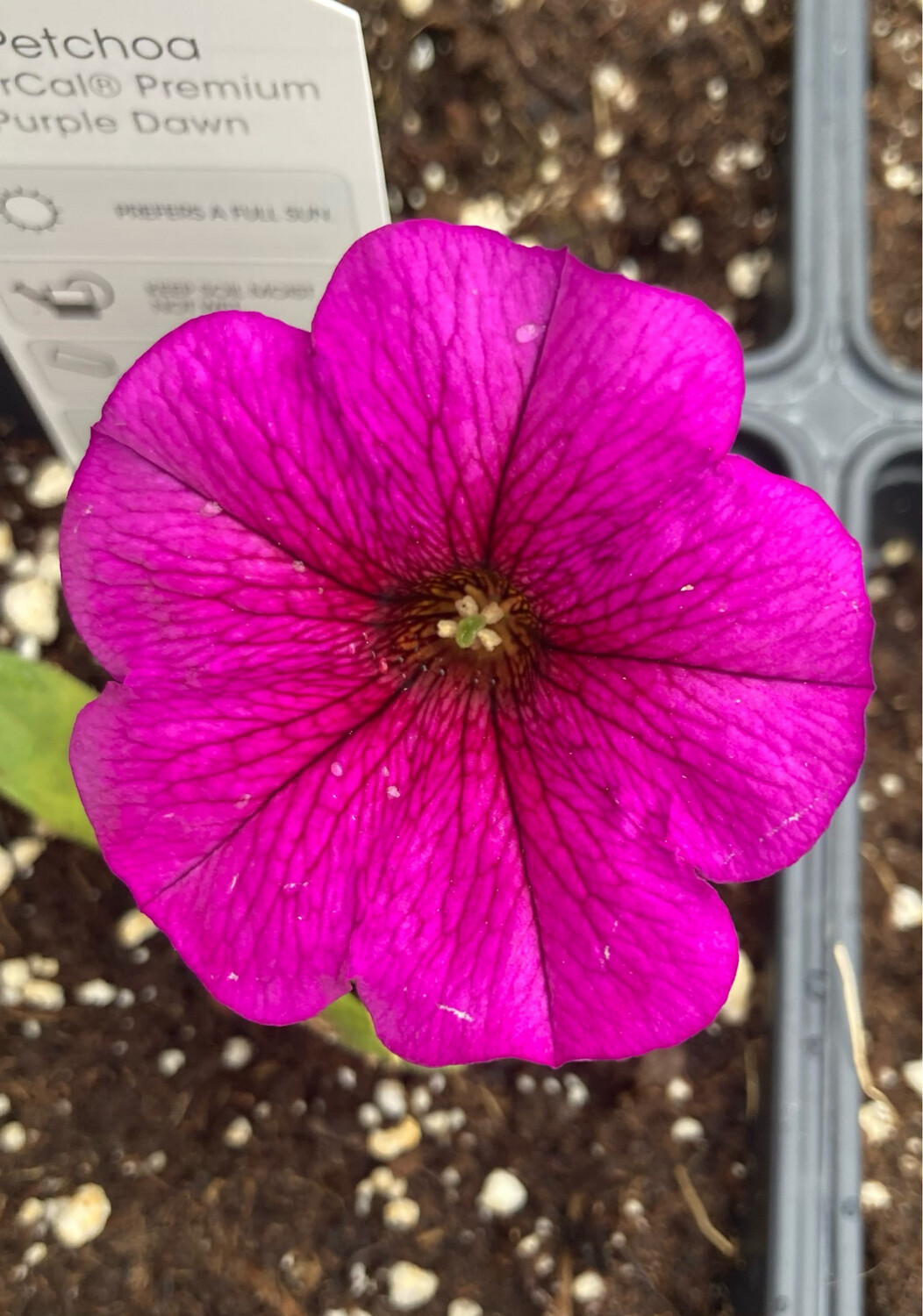 Petchoa - SuperCal: Neon Rose