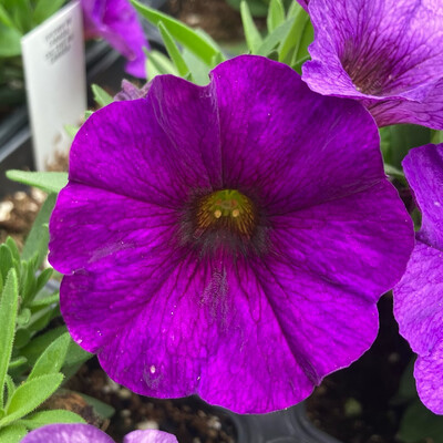 Petchoa Petunias