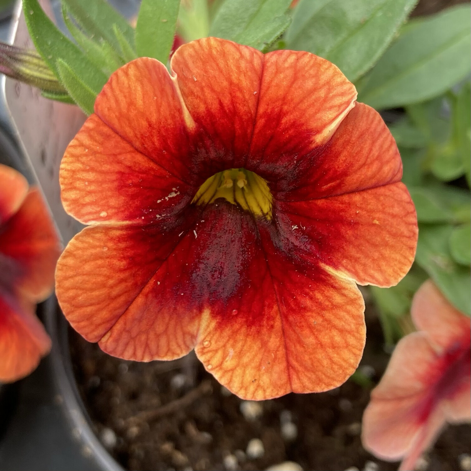 Calibrachoa - Minifamous: Neo Vampire