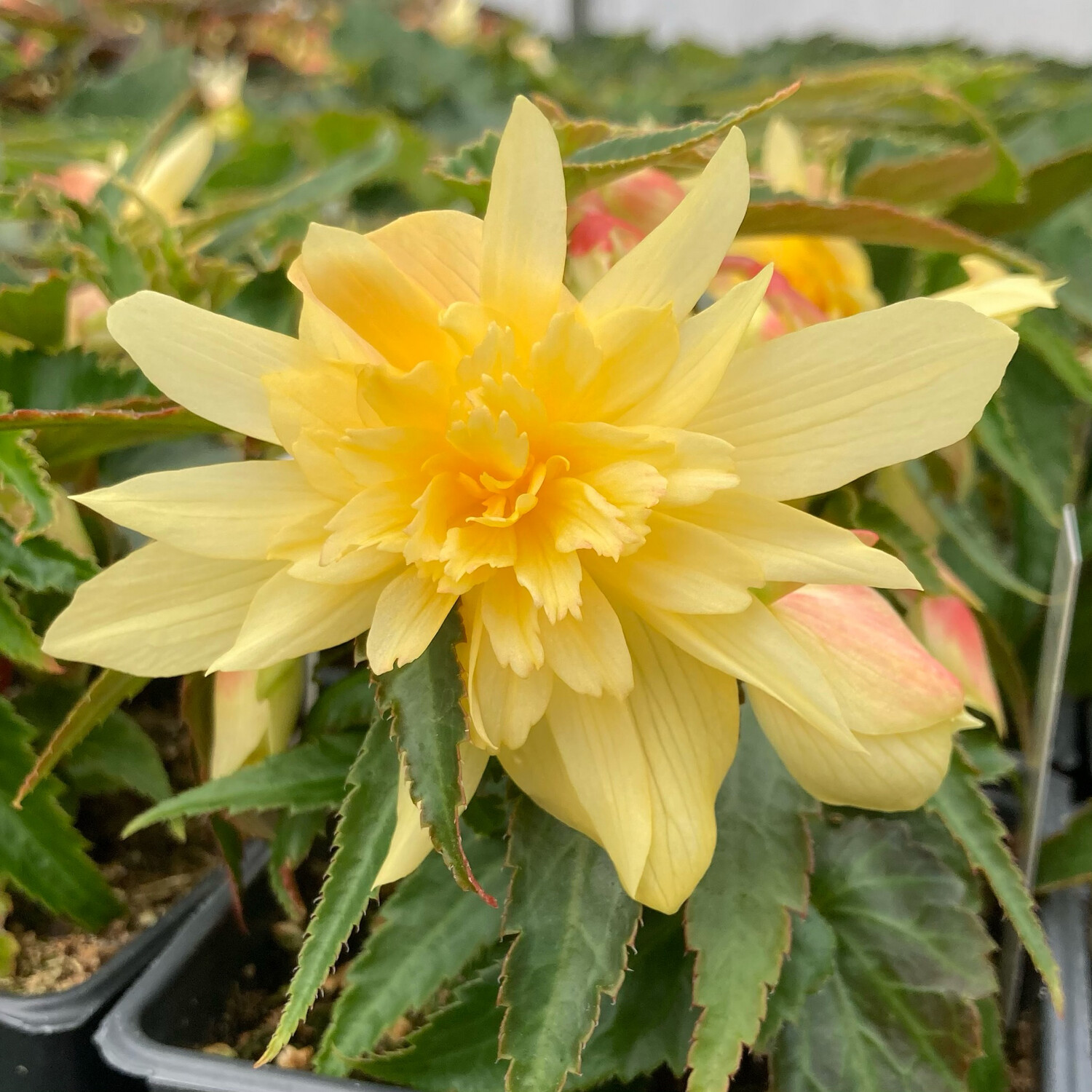 Begonia - Encanto: Orange