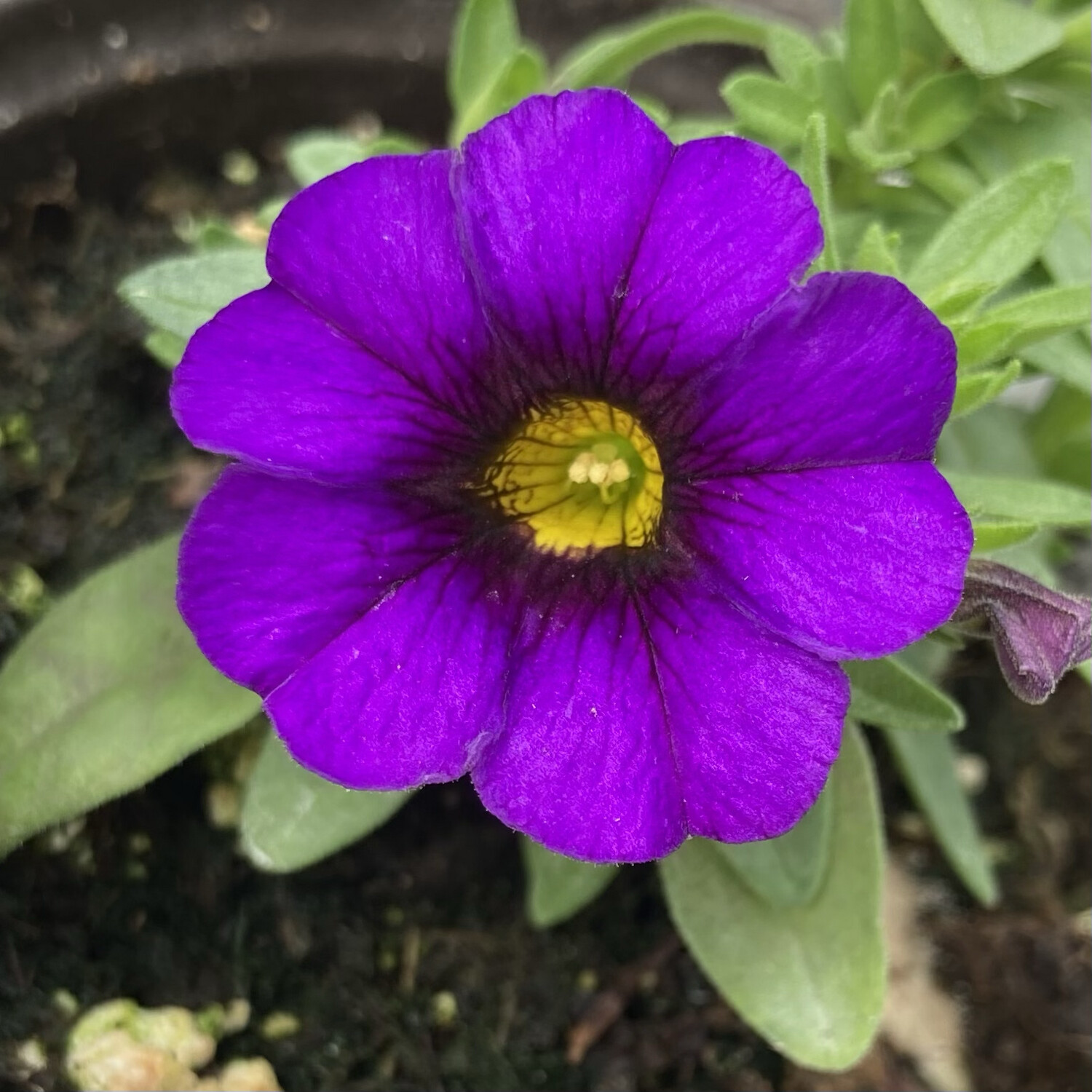 Calibrachoa - Kabloom: White