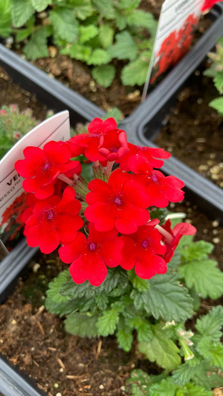 Verbena: Vanessa Bicolour Indigo