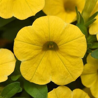 Calibrachoa (Million Bells)