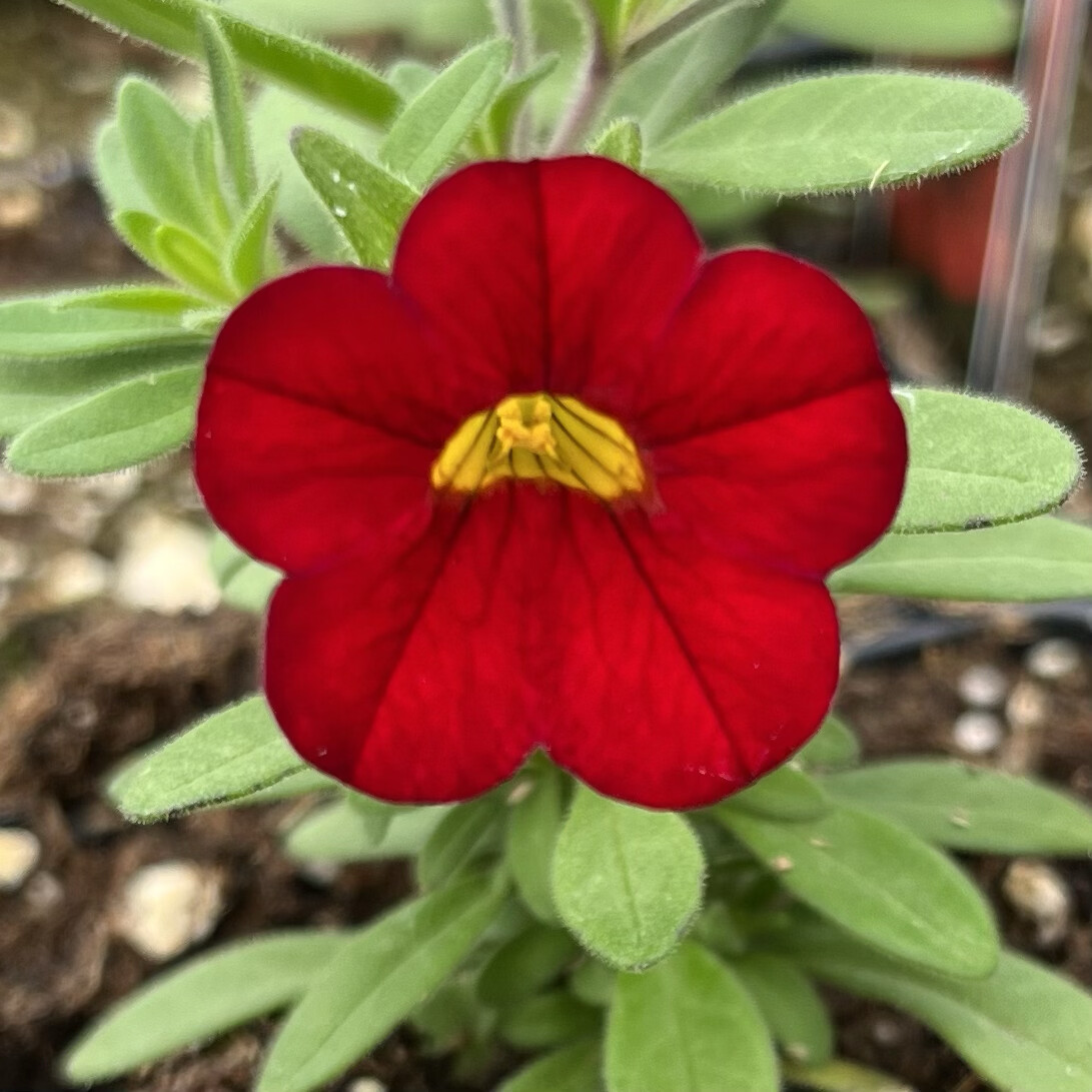 Calibrachoa - MiniFamous: Neo Vampire