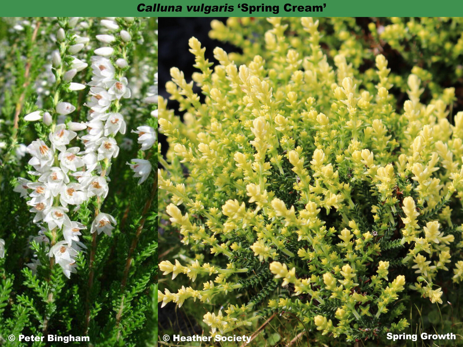 Heather - Calluna Vulgaris: Firefly