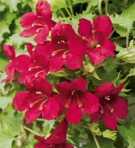 Lophospermum - Lofos: Wine Red