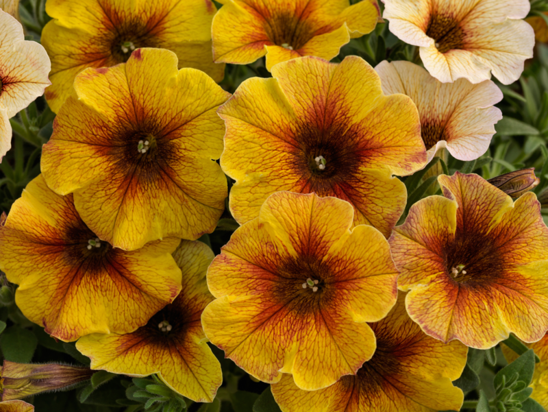 Petchoa - SuperCal: Caramel Yellow