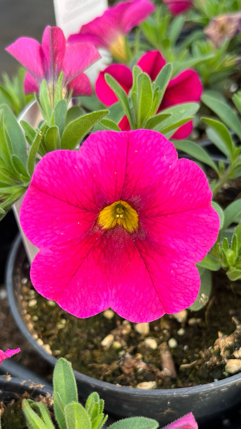 Calibrachoa - Calitastic: Red Lips