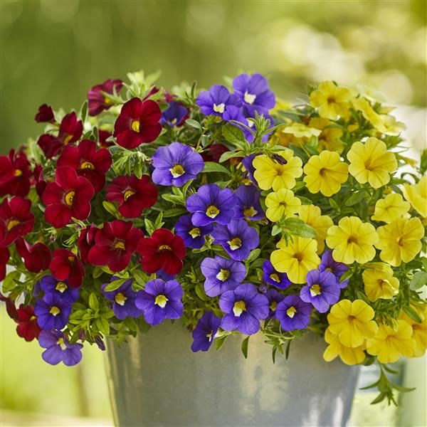 Calibrachoa (Million Bells)