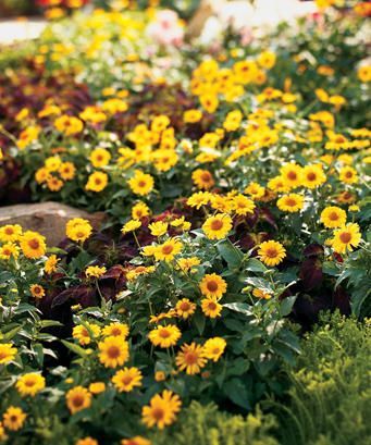 Native Varieties