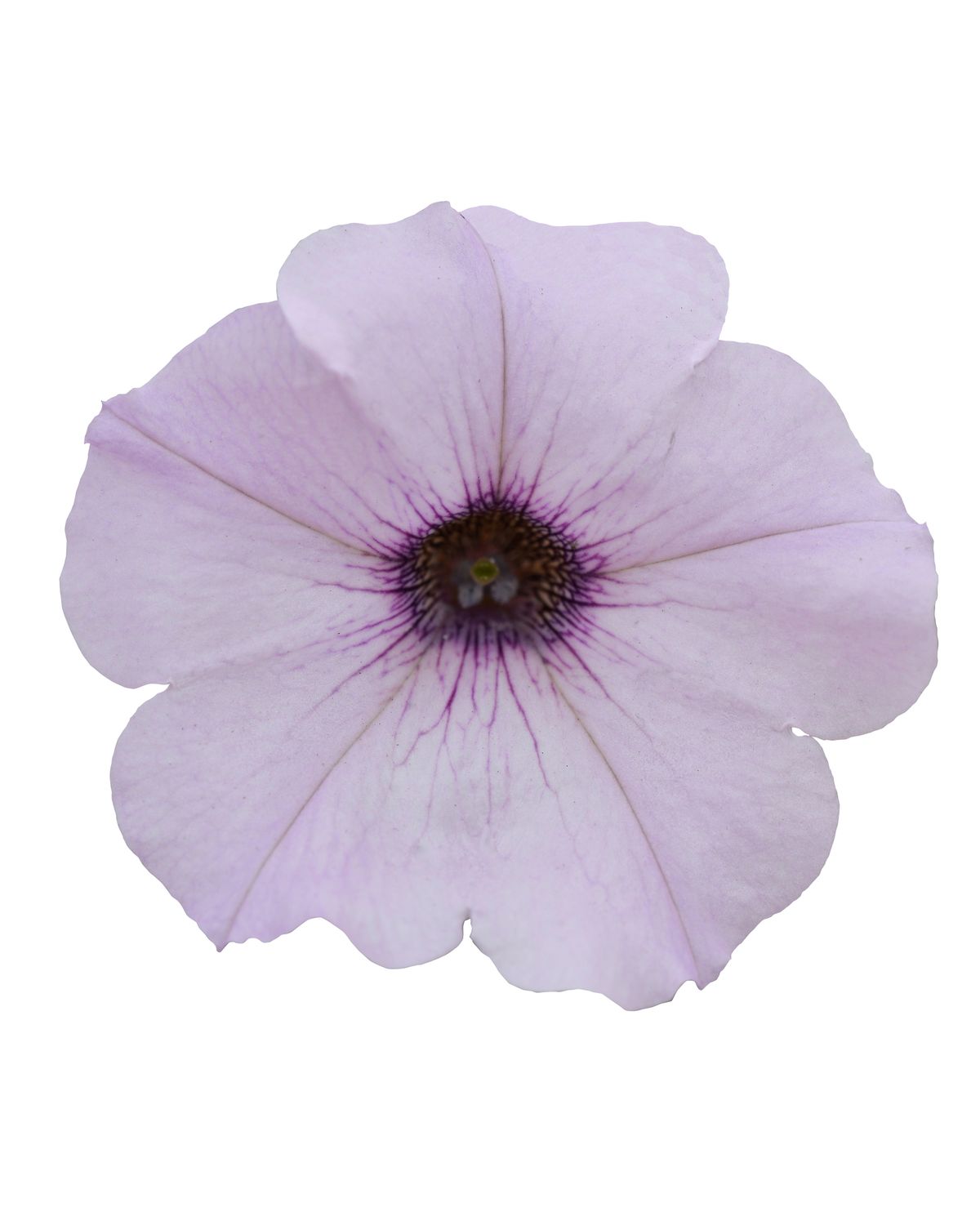 Petunia - Easy Wave: Silver