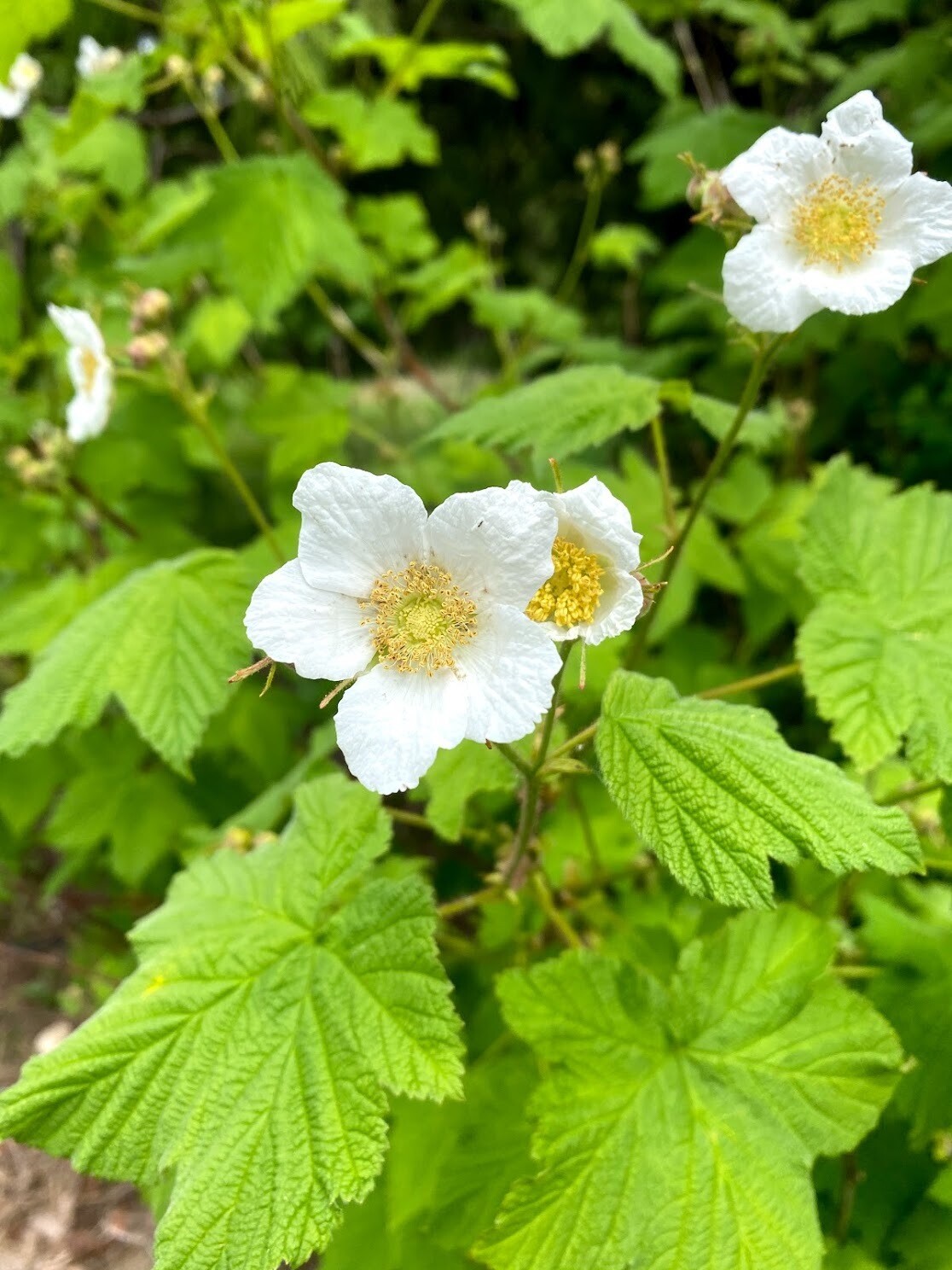 Rubus Parviflorus