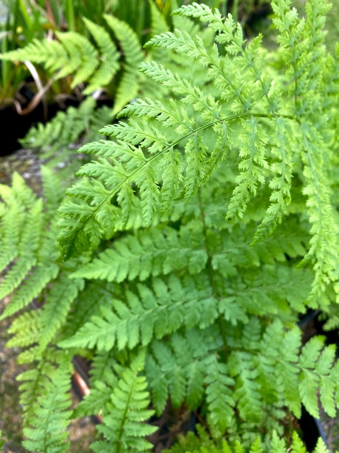 Dryopteris Expansa