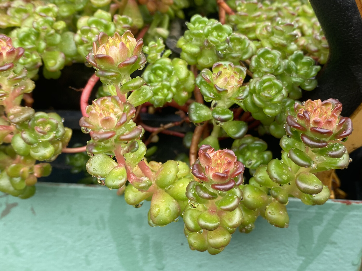 Sedum Oreganum