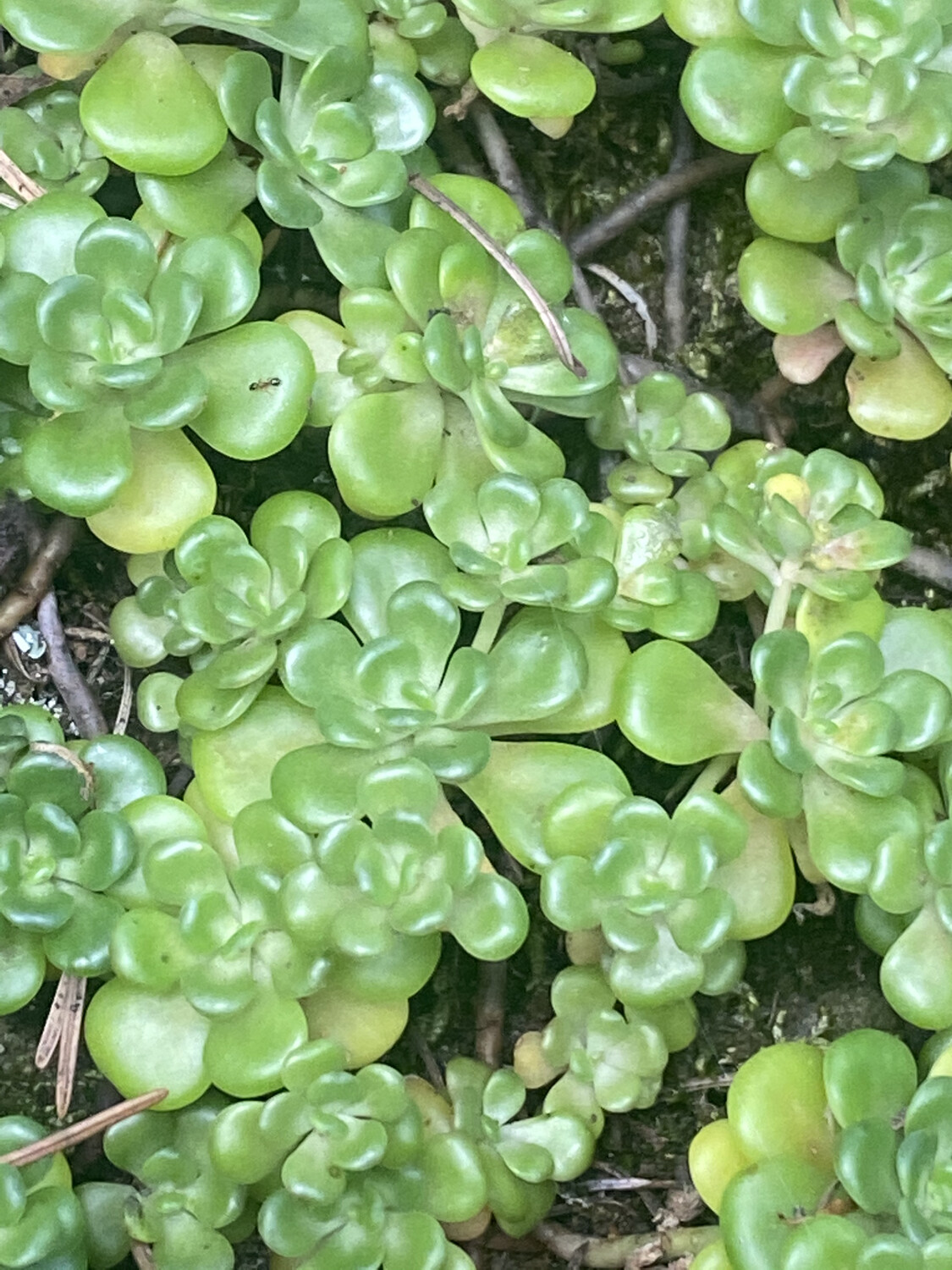 Sedum Oreganum