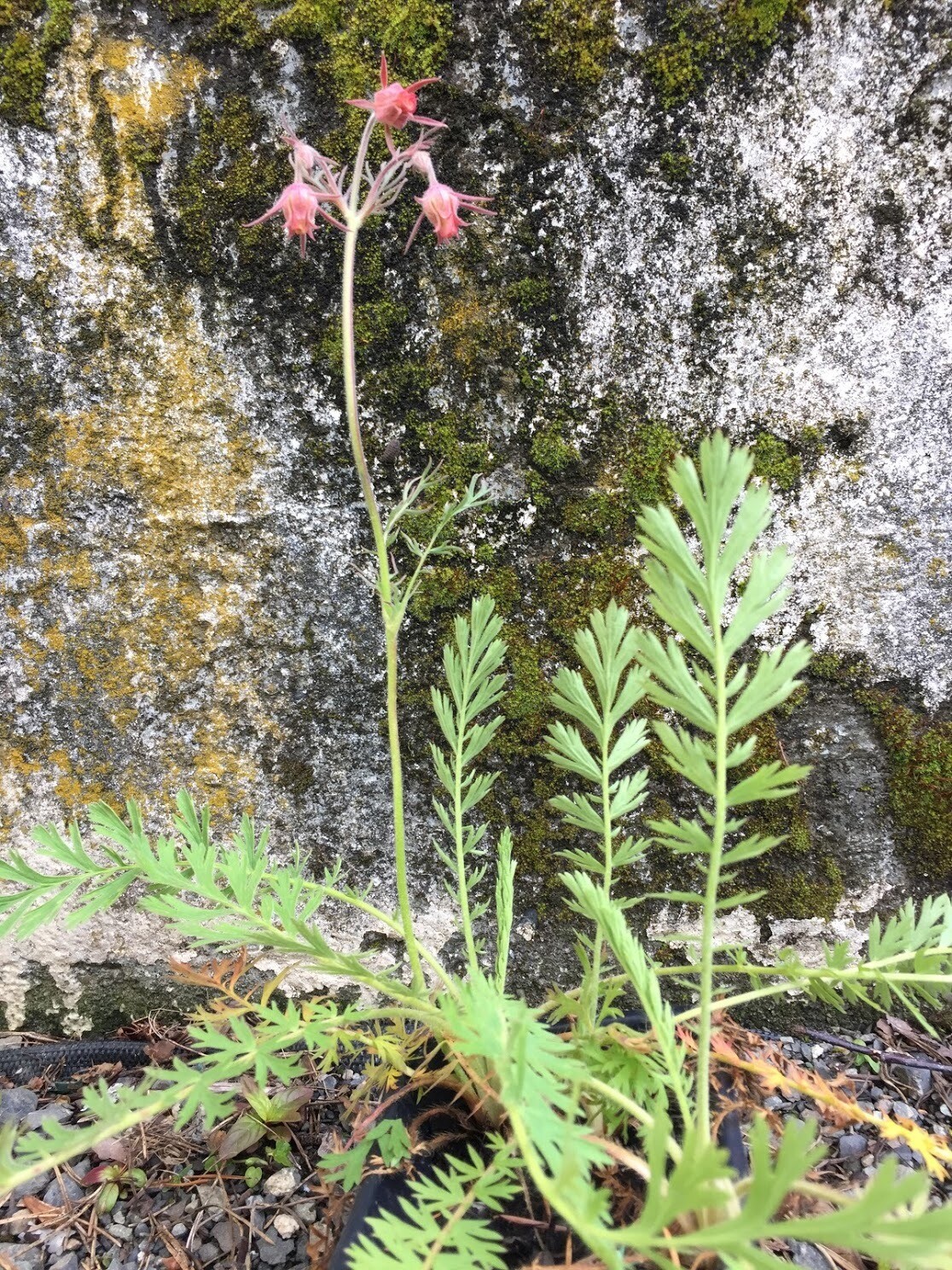 Geum Macrophyllum Fruit