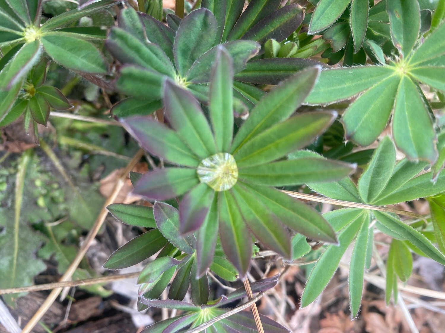 Lupine Leaves