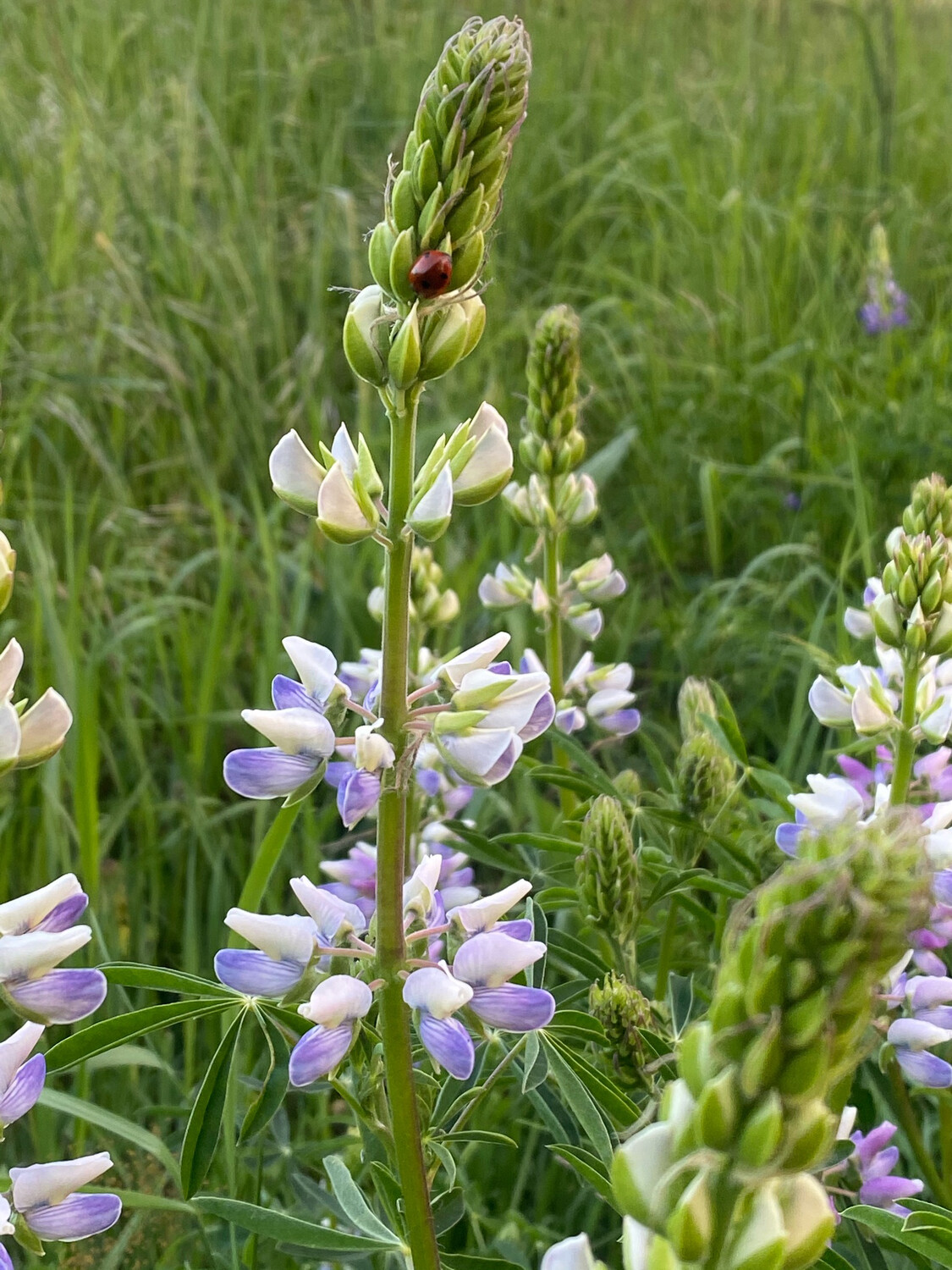 Lupinus Rivularis