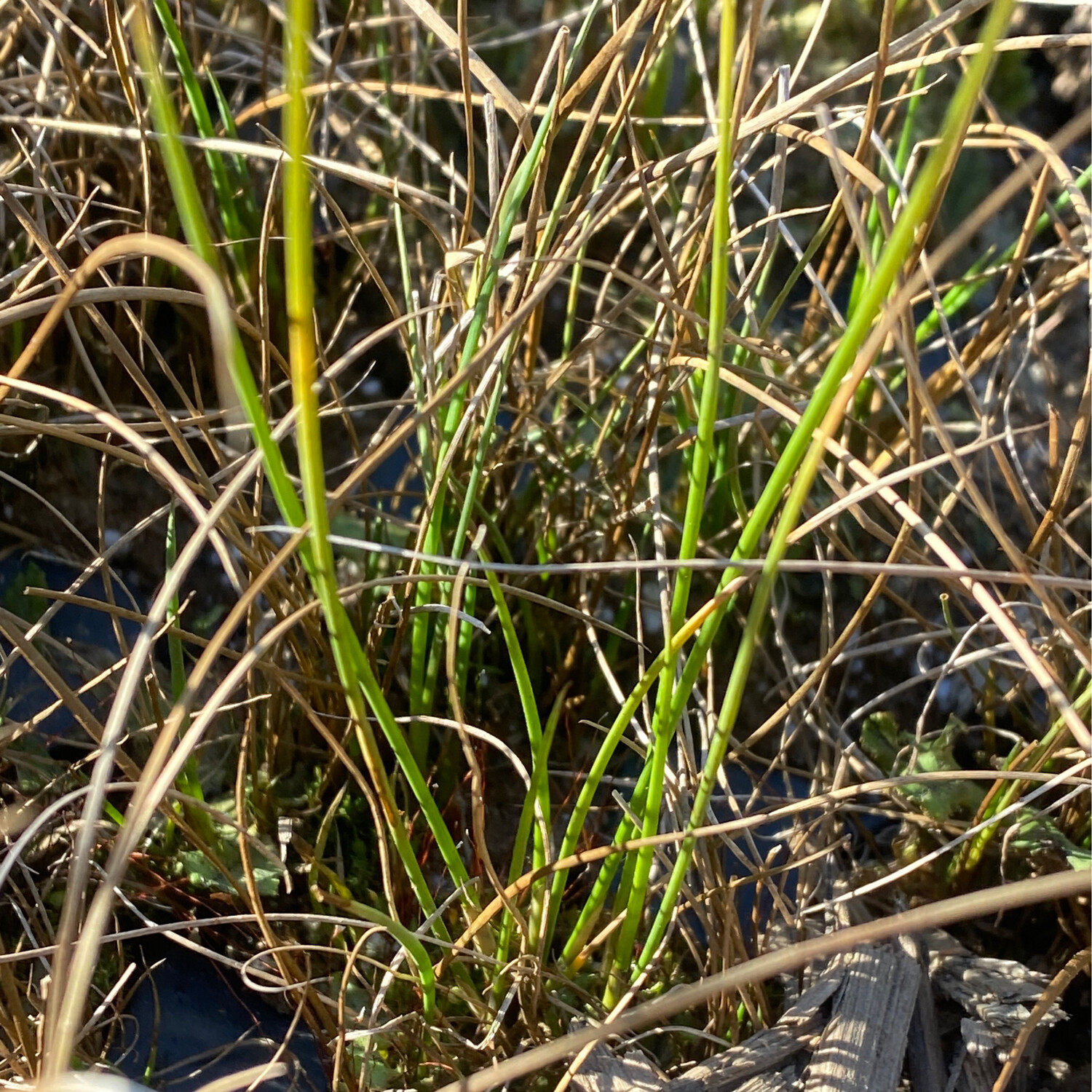 Juncus Acuminatus