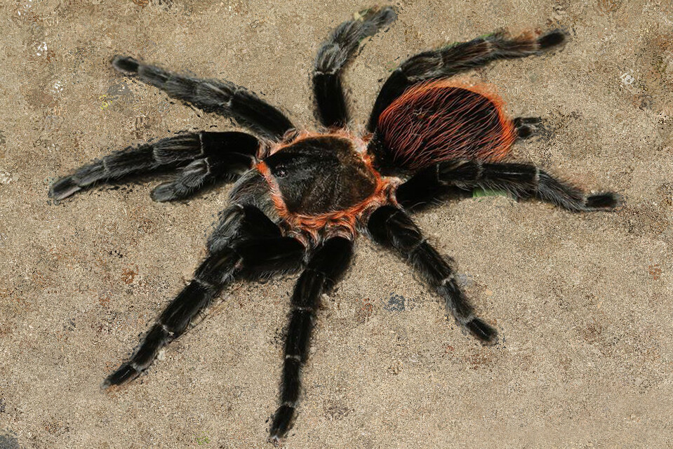 Tliltocatl Vagans ORIGINAL - Tarántula Mexicana de Cadera Roja .5-1 cm