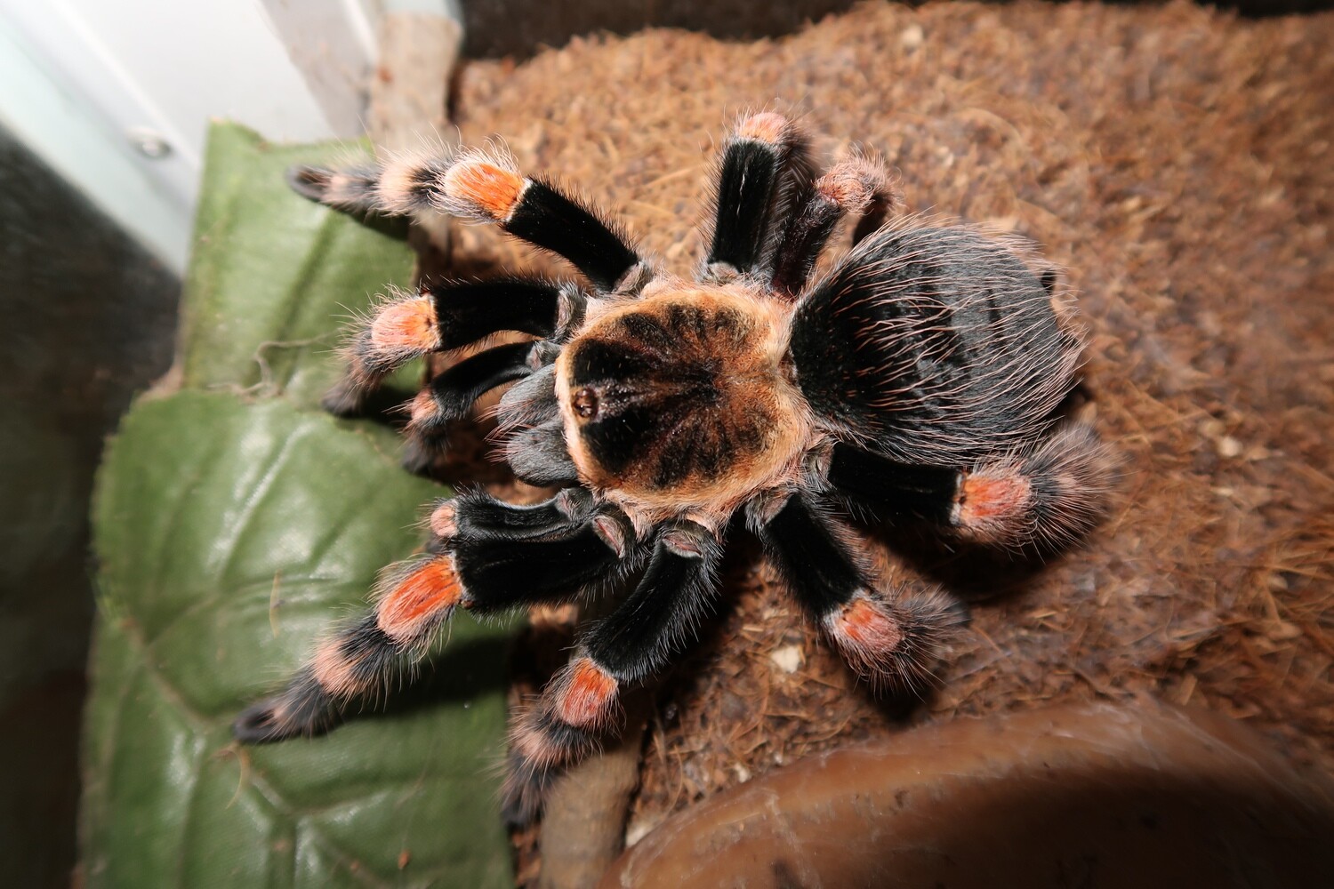 Brachypelma smithi, Tarántula mexicana de rodillas rojas 1 cm