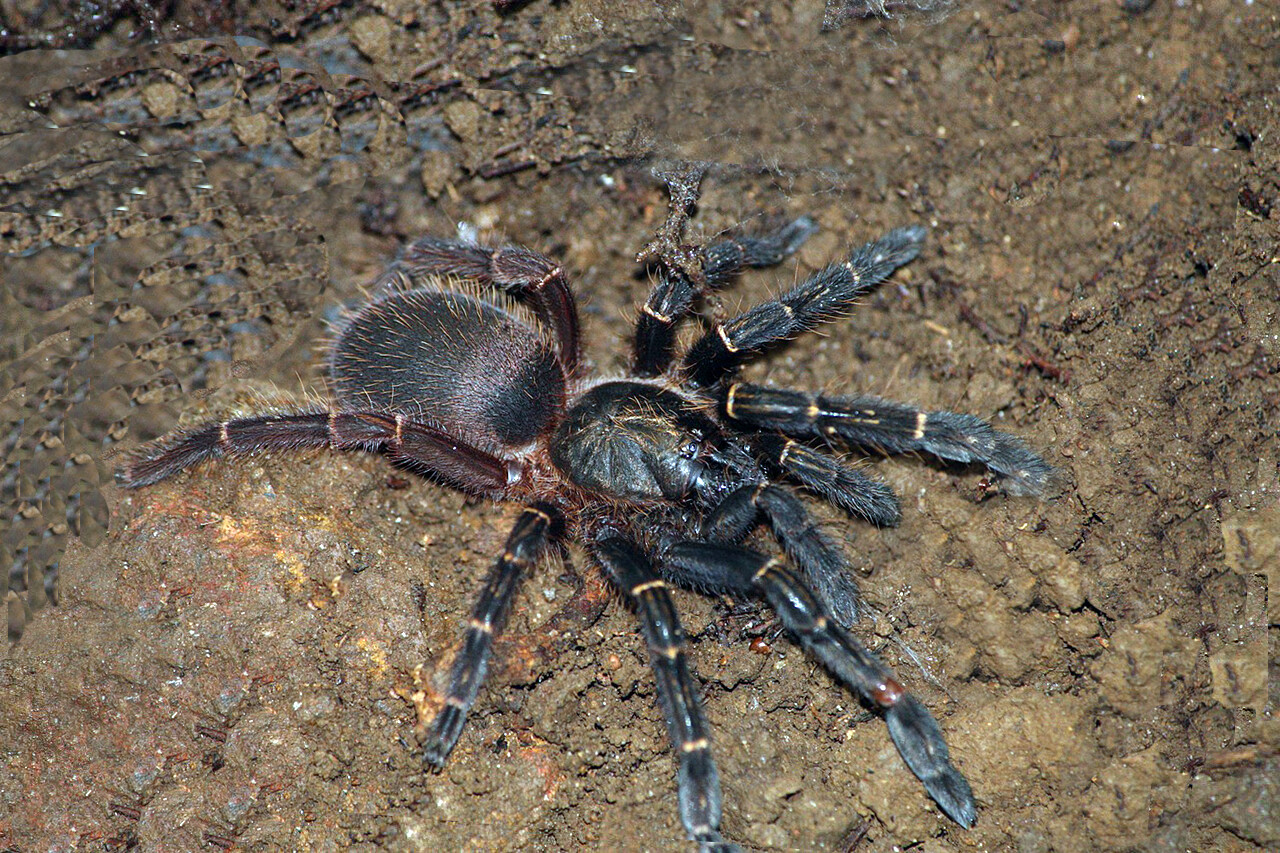 Ephebopus rufescens 1 cm