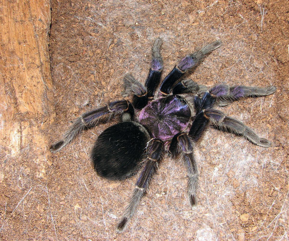 Phormictopus auratus 2 cm