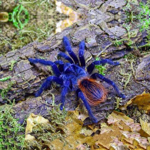 Pterinopelma sazimai 1 cm