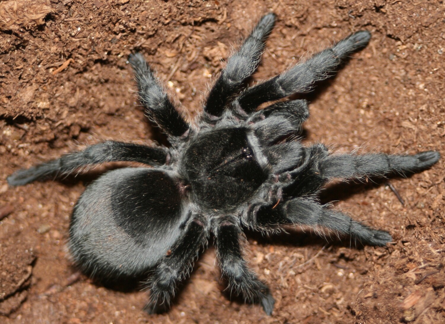 Grammostola pulchra MACHO 3.5 - 4 cm