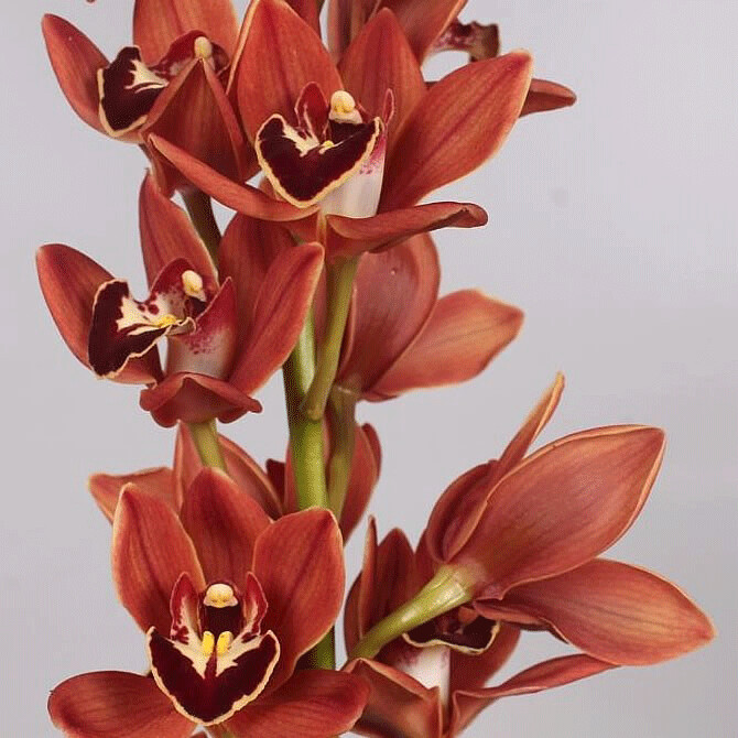 Cymbidium