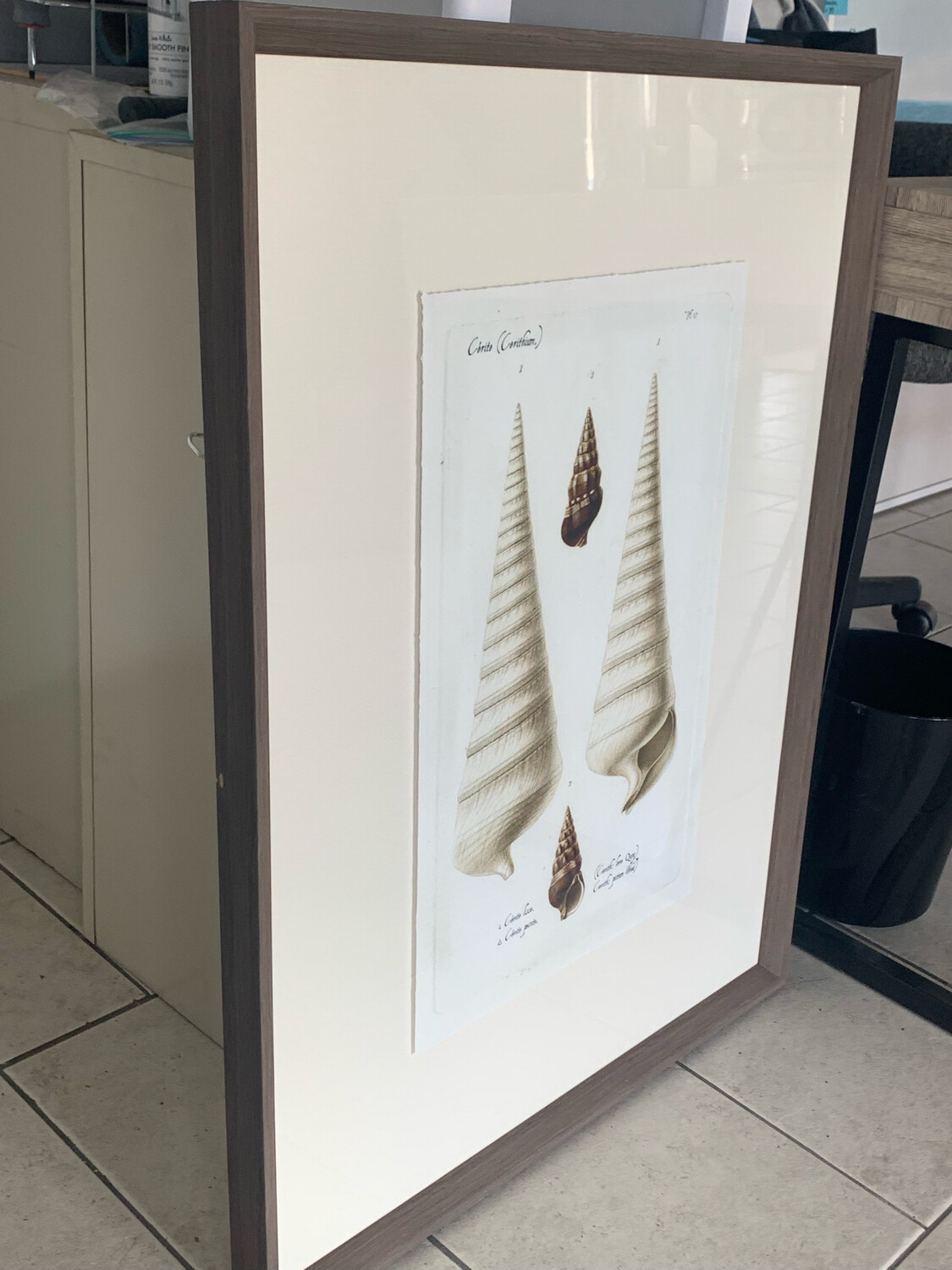 Framed Float Mount Seashell Print
