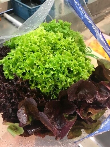 Sla tricolor (per stuk)