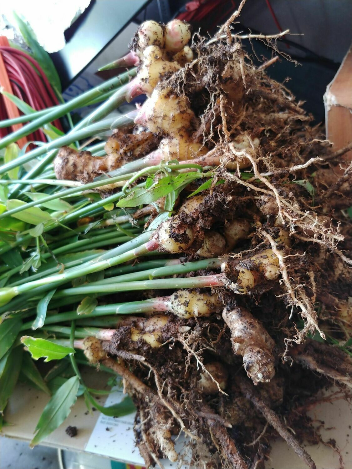 Thai Spicy Ginger Live Plant Cay Gung roots