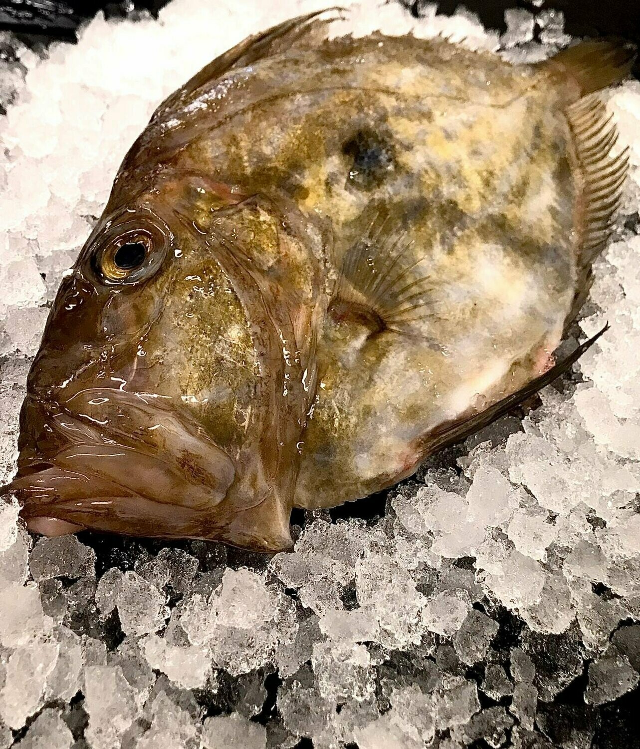 John Dory Fillet 160g
