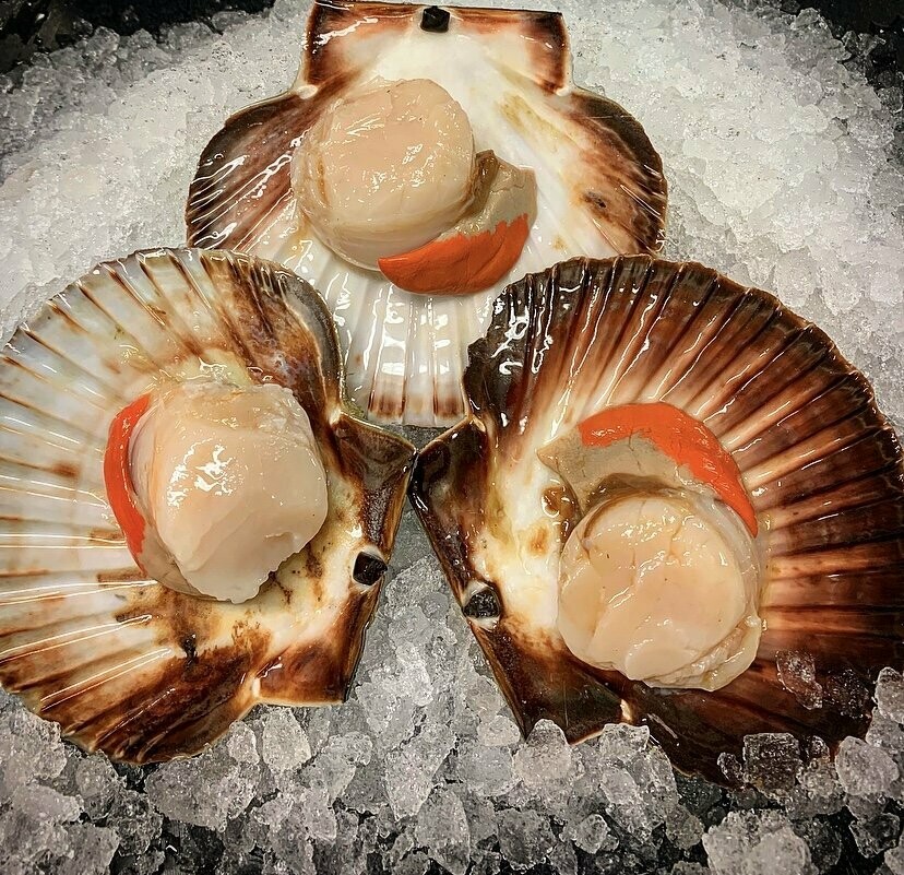 Scallop Meat Scottish Fresh 500g