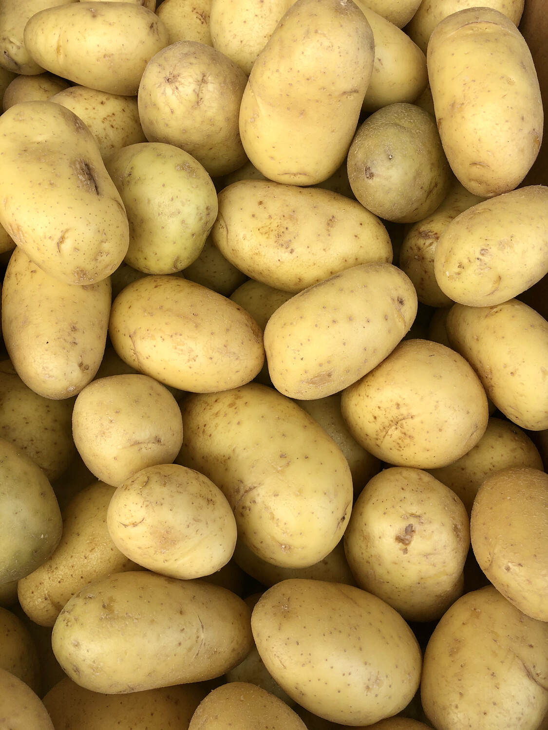 Potato | Yukon Gold (2)
