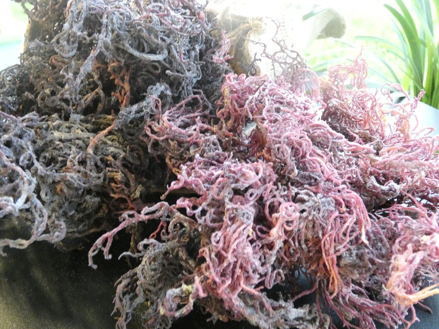 Raw Gold & Purple Sea Moss
