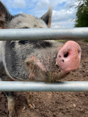 Footprints animal sanctuary – A future free from fear