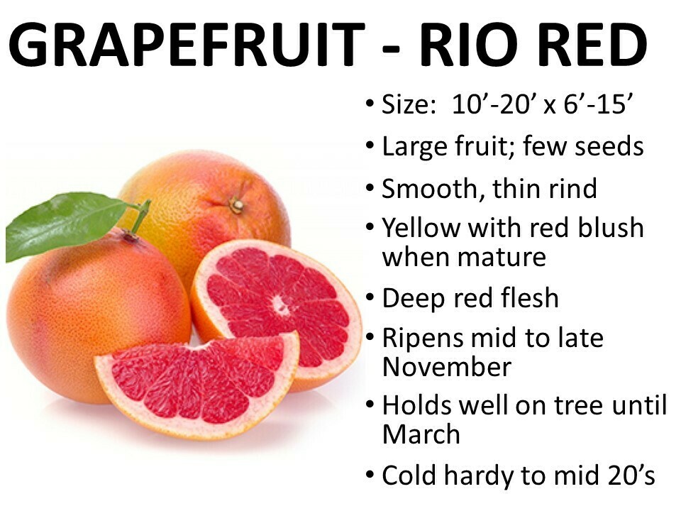Grapefruit, Rio Red