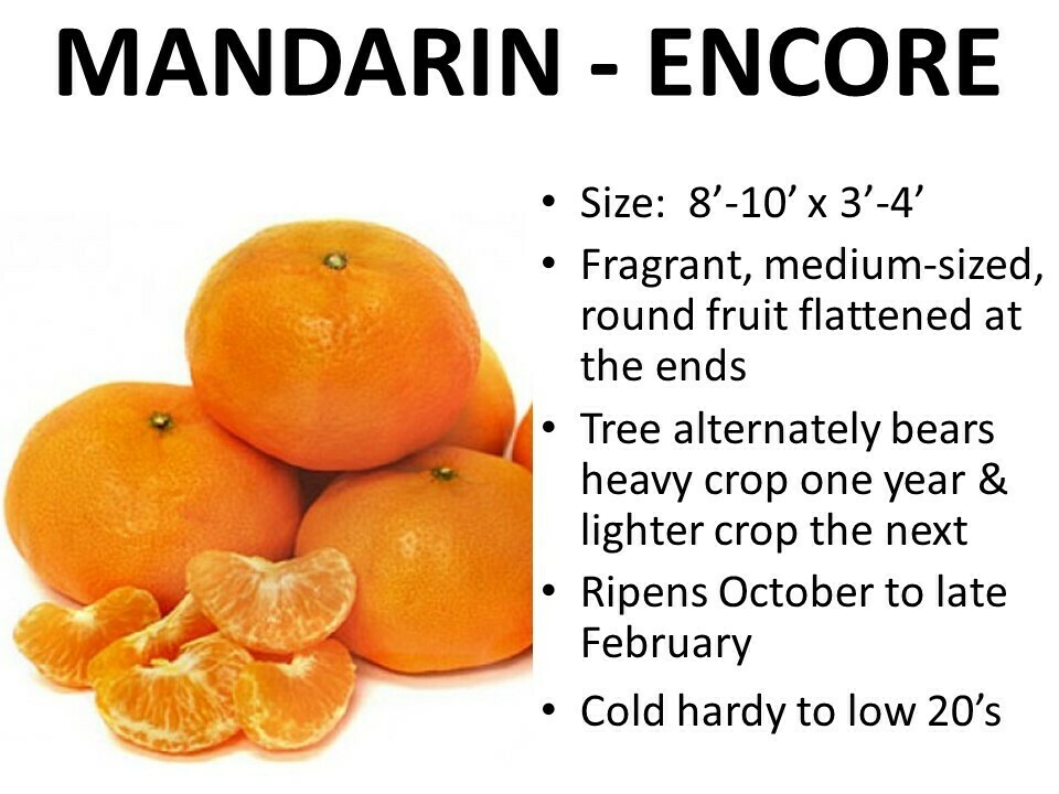 Mandarin, Encore