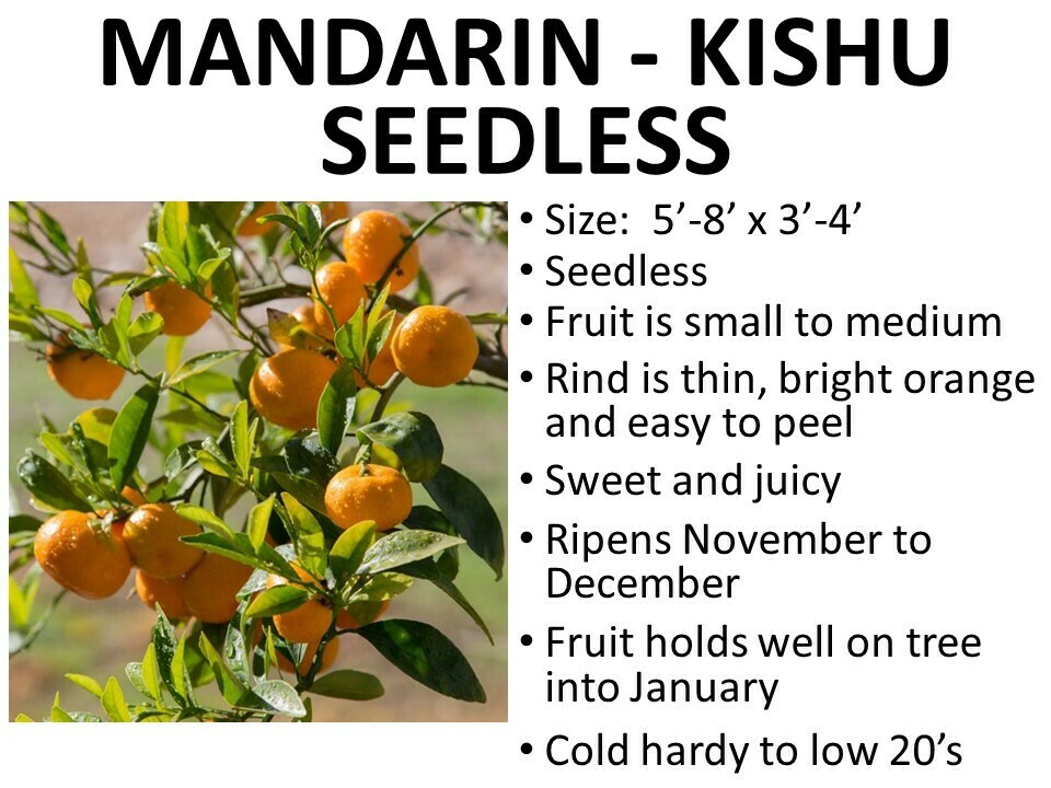 Mandarin, Kishu Seedless