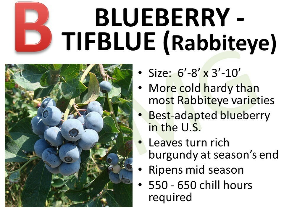 Blueberry, Tifblue (Rabbiteye) 3 gal