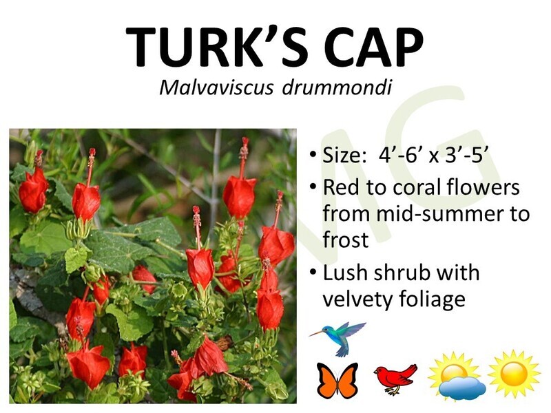 Turk's Cap Red 3 gallon