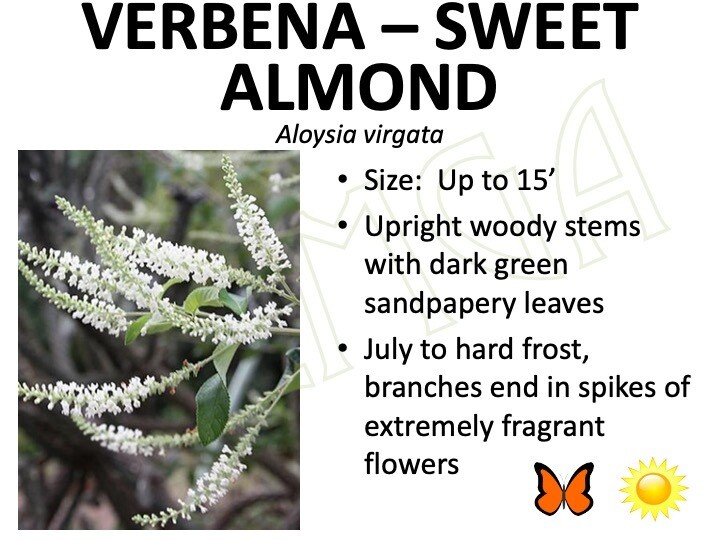 Sweet Almond Verbena, 3-gal
