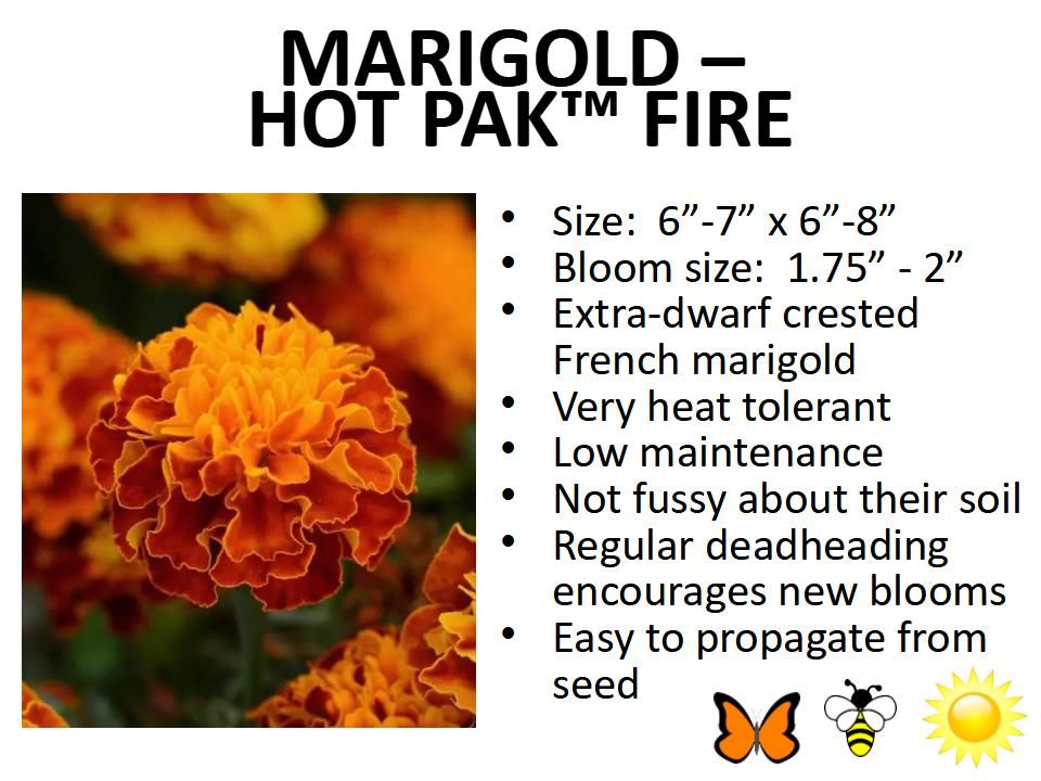Marigold-Hot Pak Fire 4"