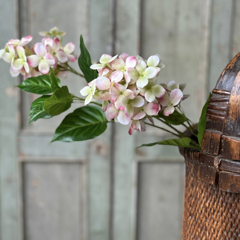 Lan 30" Pinnacle Hydrangea